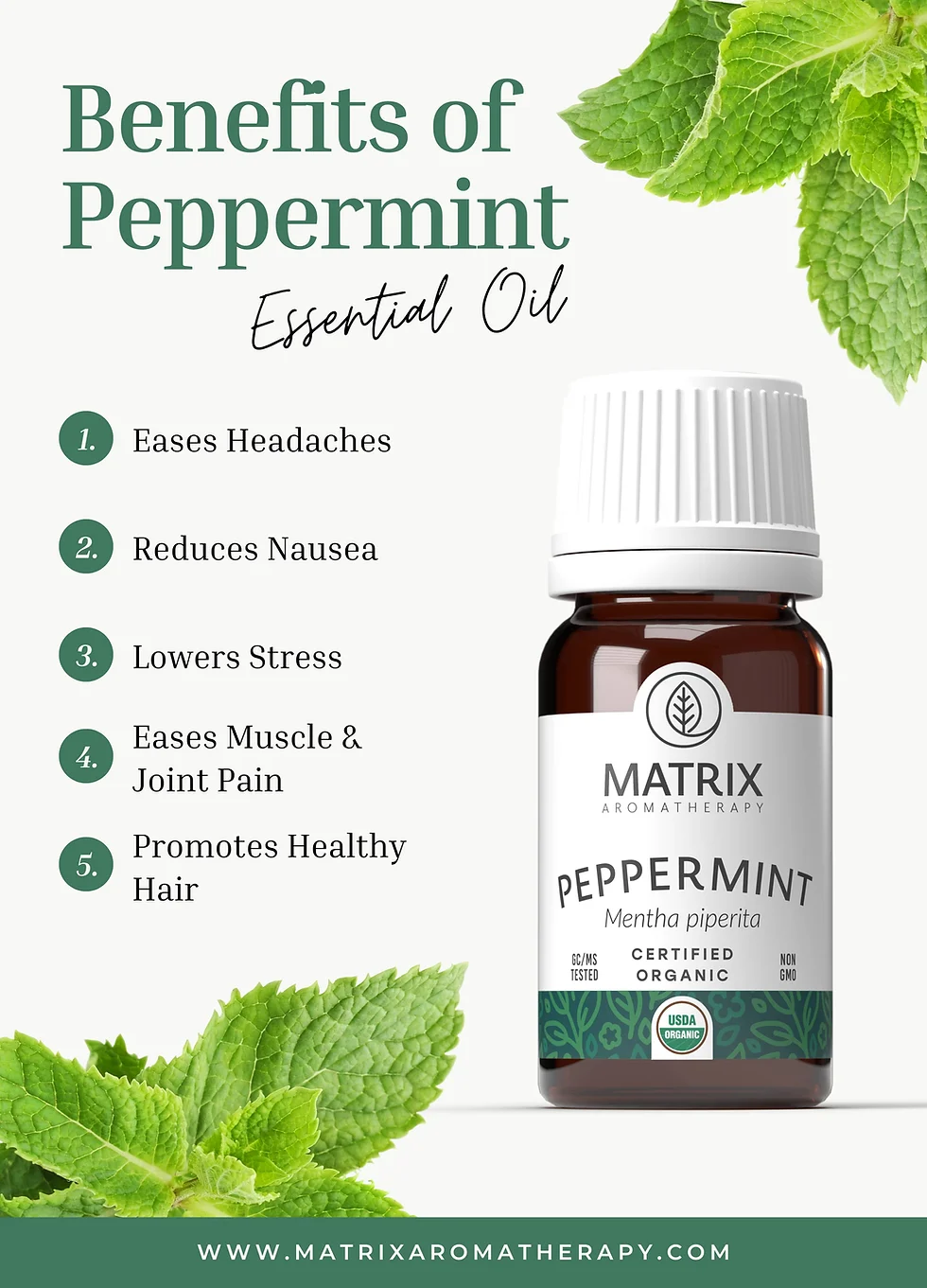 Mint Oil, Benefits And Uses - Edition Time