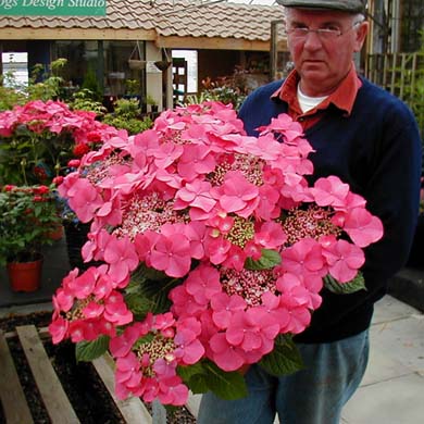 Red Hydrangea, Treatments And Advice - Edition Time