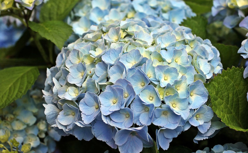 Blue Hydrangeas, How to do it - Edition Time