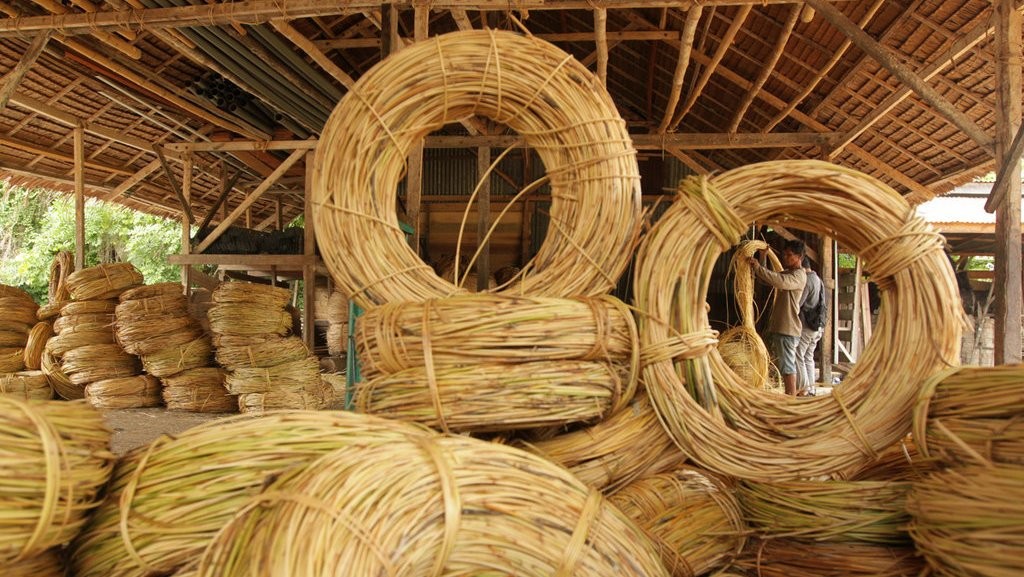 Wicker Plant: Characteristics And Cultivation - Edition Time