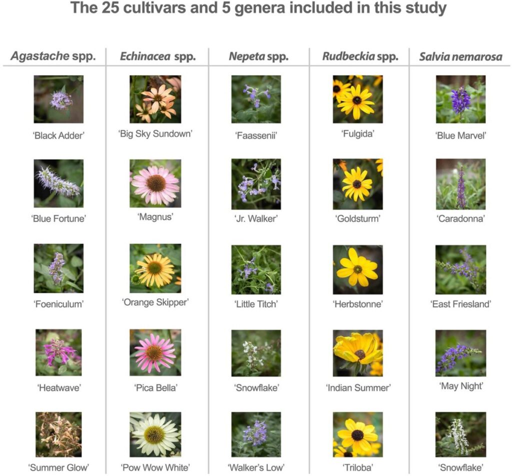 Herbaceous Plants: List And Varieties - Edition Time