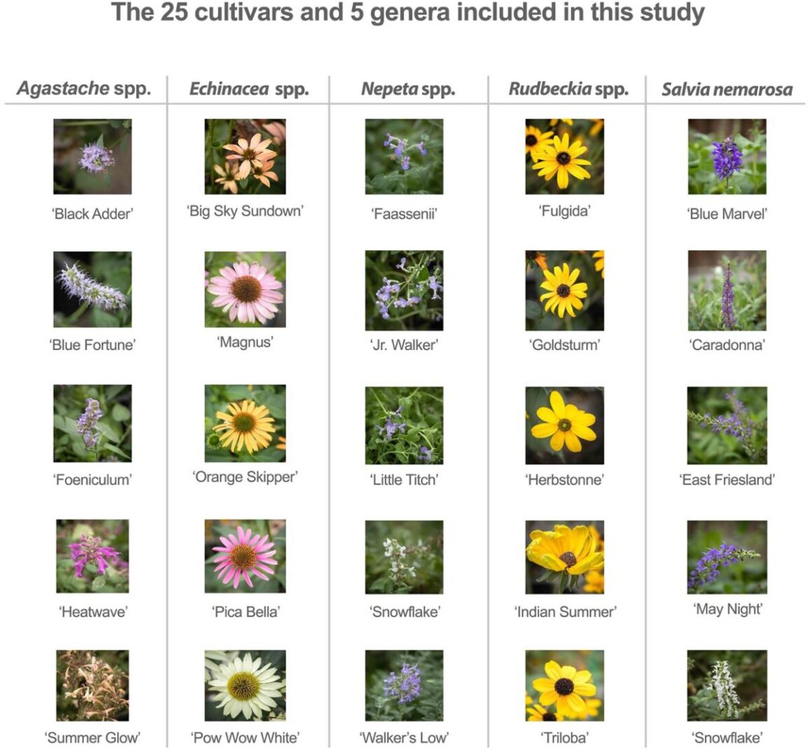 Herbaceous Plants: List And Varieties - Edition Time
