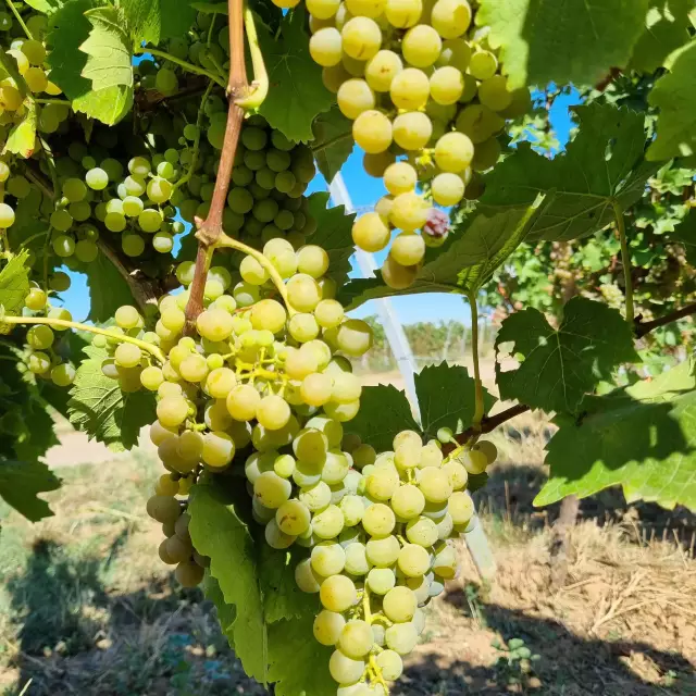 Piwi: Fungal Resistant Vines - Edition Time