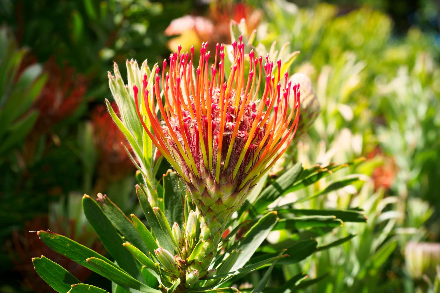 Protea, Flower And Plant - Edition Time