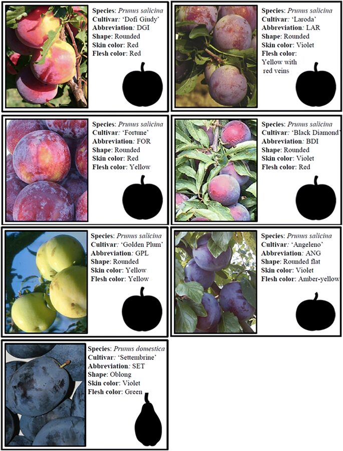Prunus: Characteristics And Types - Edition Time