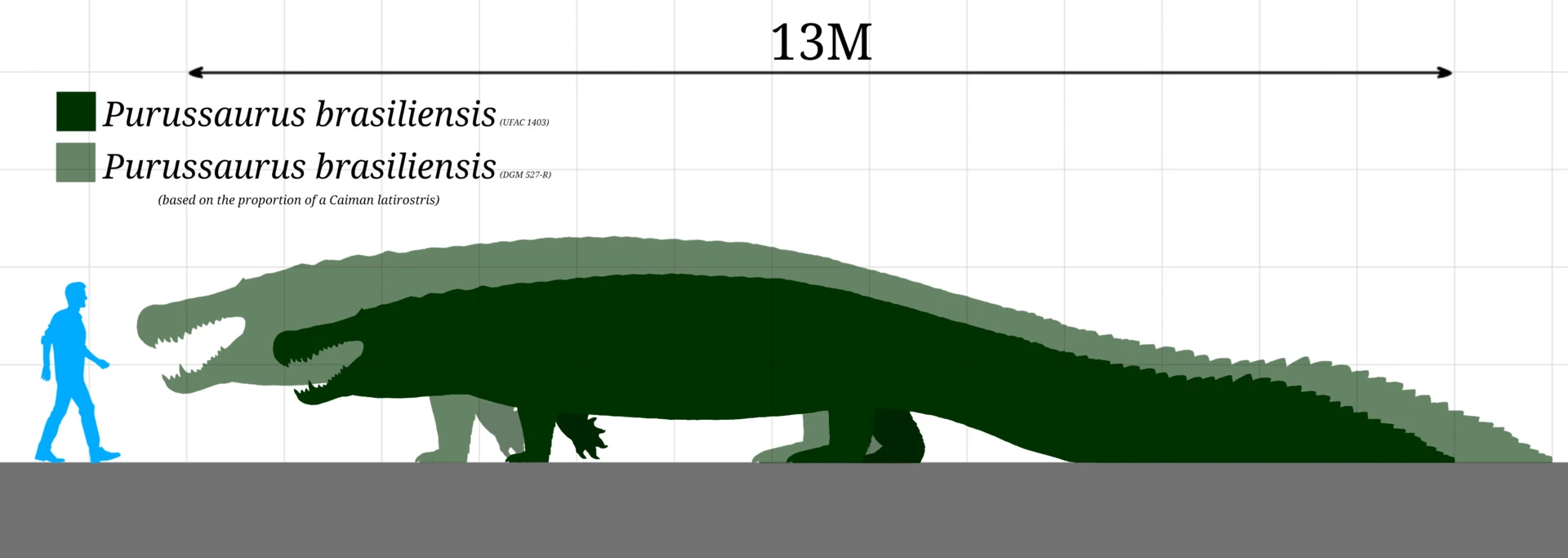 Purussaurus, an Extinct And Very Heavy Caiman - Edition Time