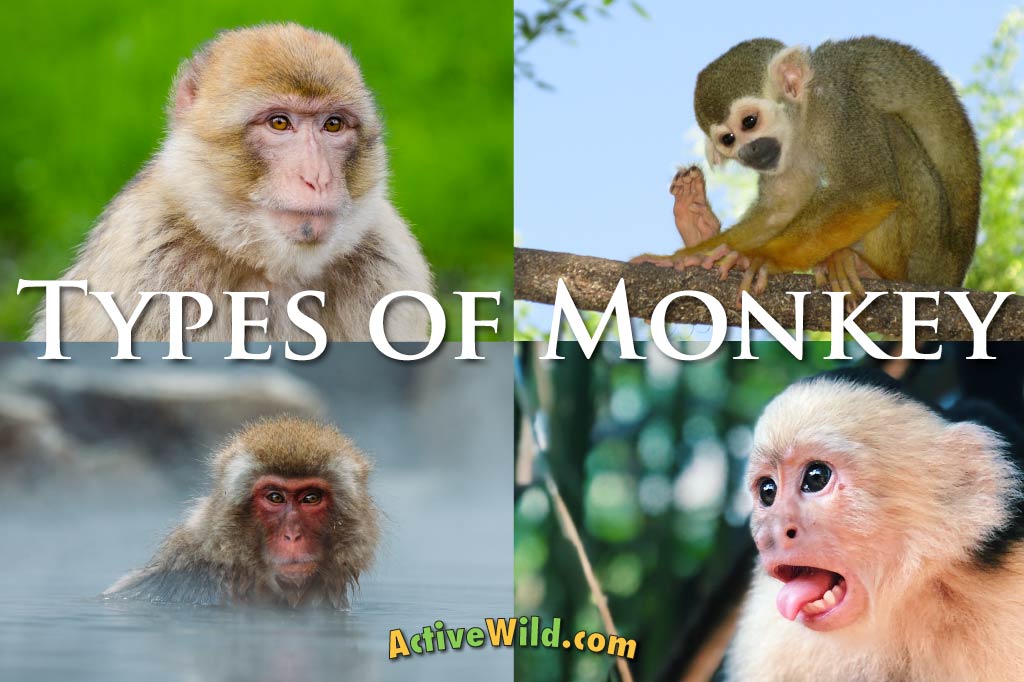 The Best Known Monkey Breeds in Europe, Asia, Africa And America ...
