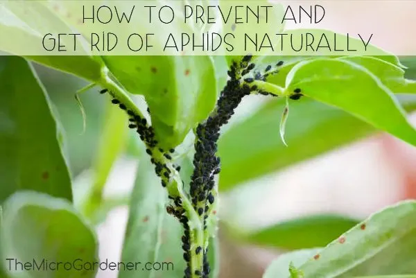 Remedies Against Aphids: Prevention And Intervention - Edition Time