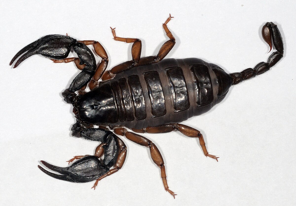Italian Scorpion, All The Info - Edition Time