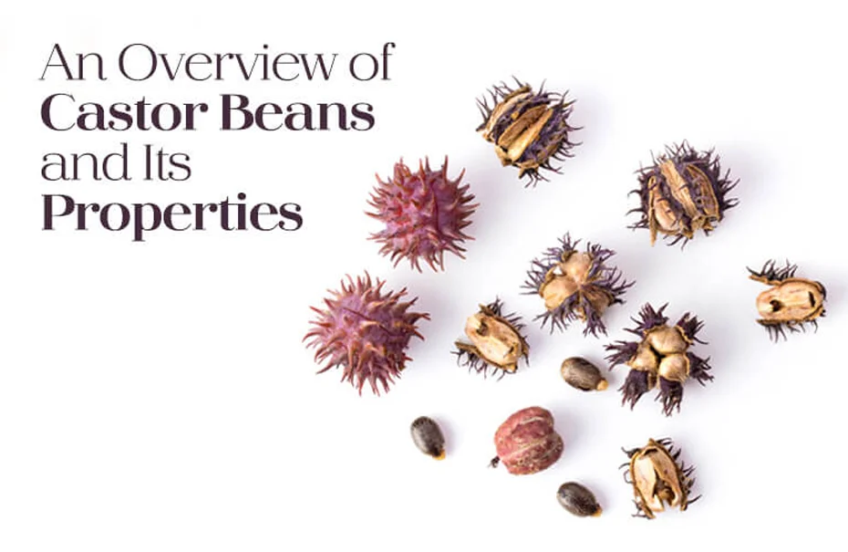 Castor Seeds, Properties And Uses - Edition Time
