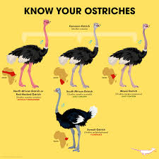 Ostrich: Varieties And Breeding - Edition Time