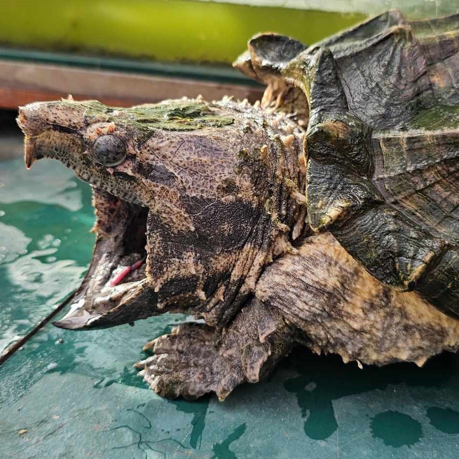 Alligator Snapping Turtle: Price And Bite - Edition Time
