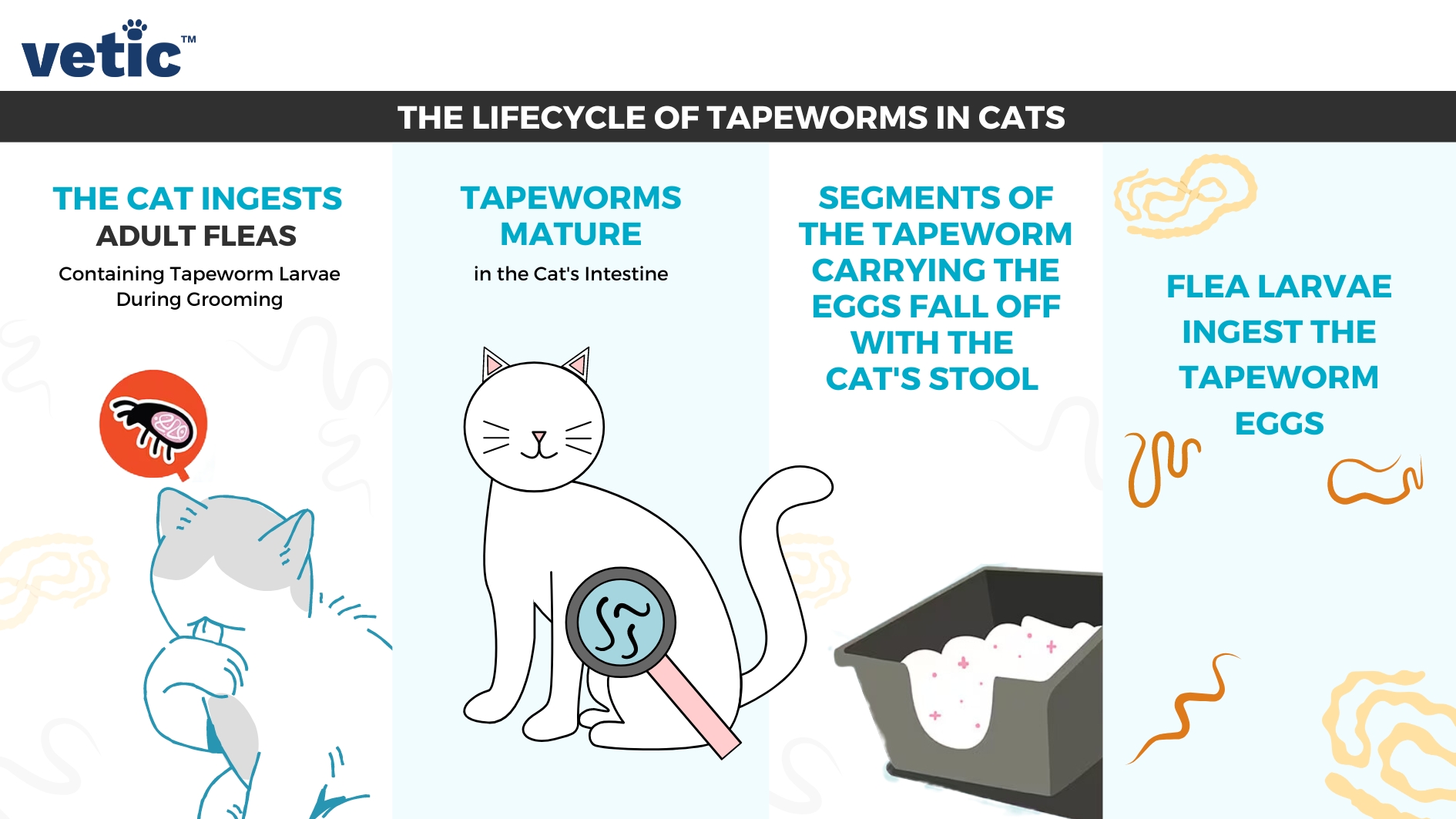 Tapeworm in Cats: Symptoms And Treatment - Edition Time