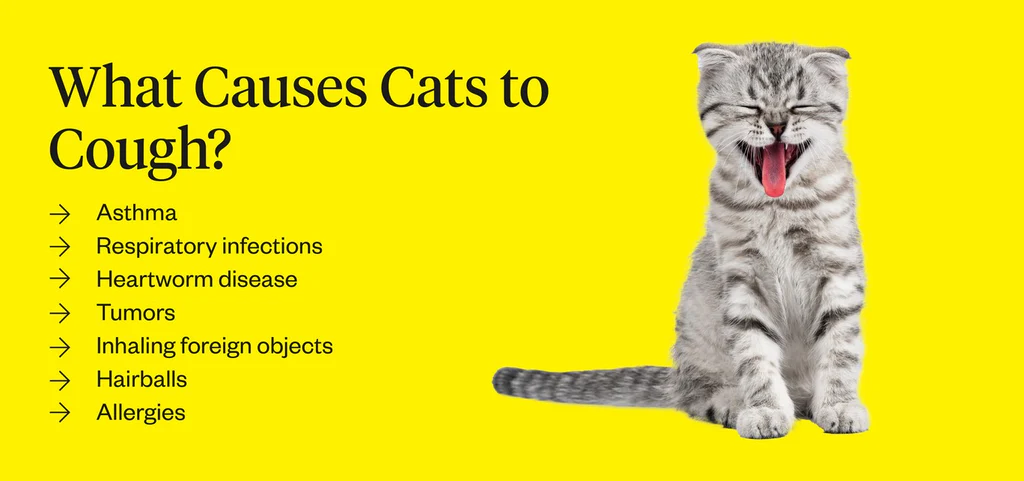 Cough in Cats: Causes And Remedies - Edition Time