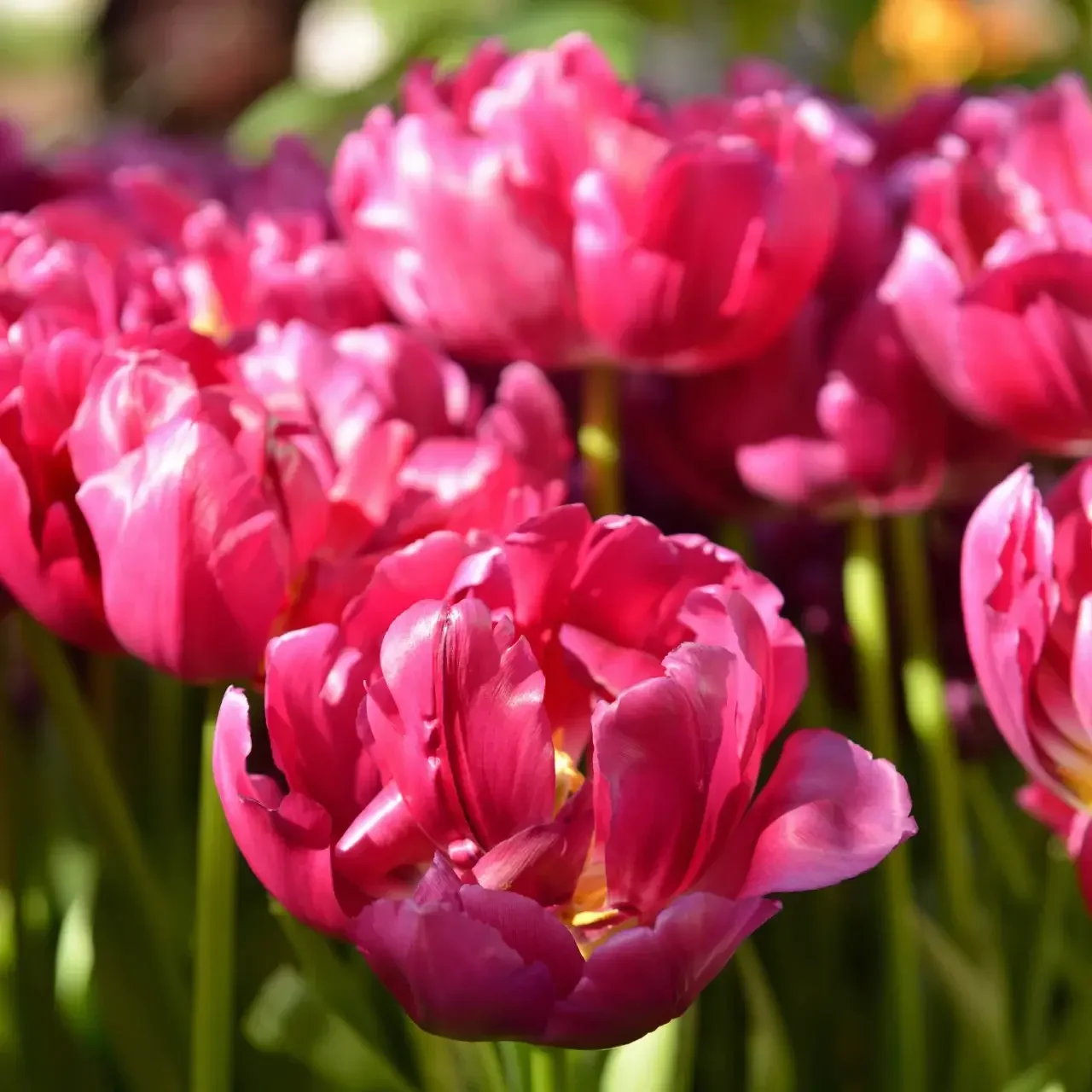 Pink Tulip: Characteristics And Meaning - Edition Time