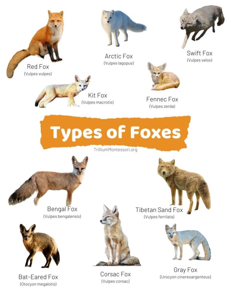 Fox: Characteristics And Varieties - Edition Time
