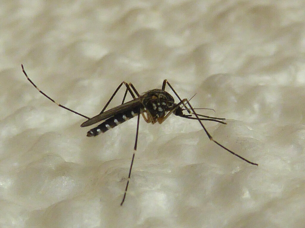 Korean Mosquito: Complete Guide - Edition Time