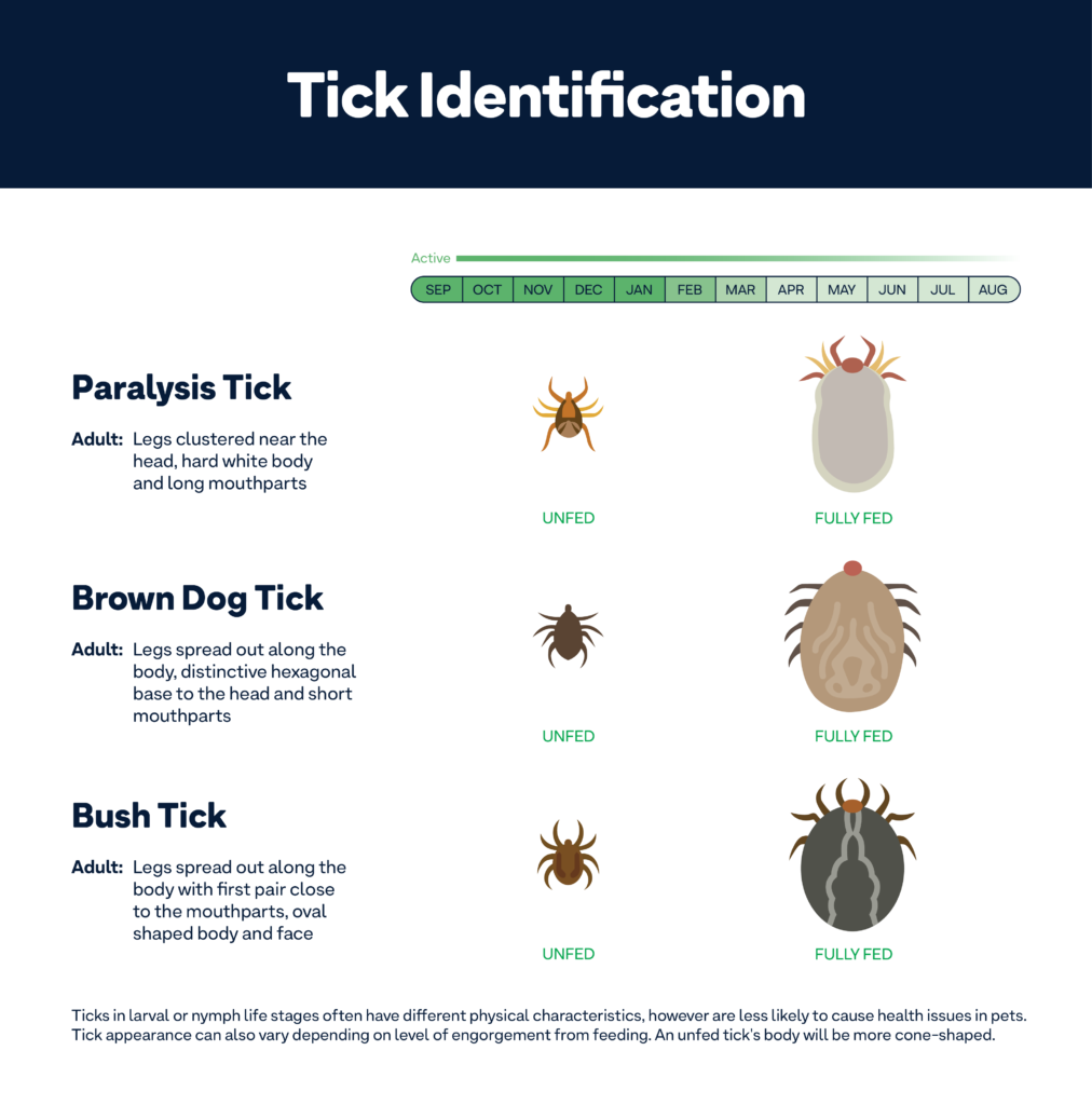 Cat Ticks: Symptoms And How to Remove Them - Edition Time